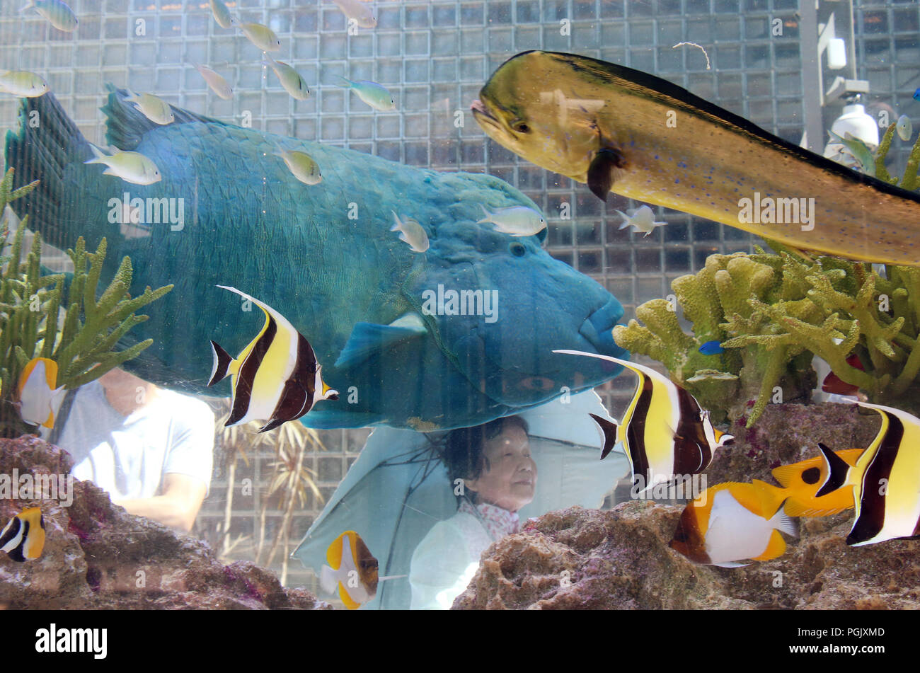 Tokyo, Japan. 25th Aug, 2018. Shoppers in Ginza look at tropical fish ...