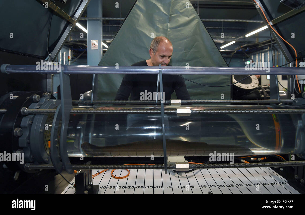 Bremerhaven, Germany. 17th Aug, 2018. Reinhold Hanel, head of the ...
