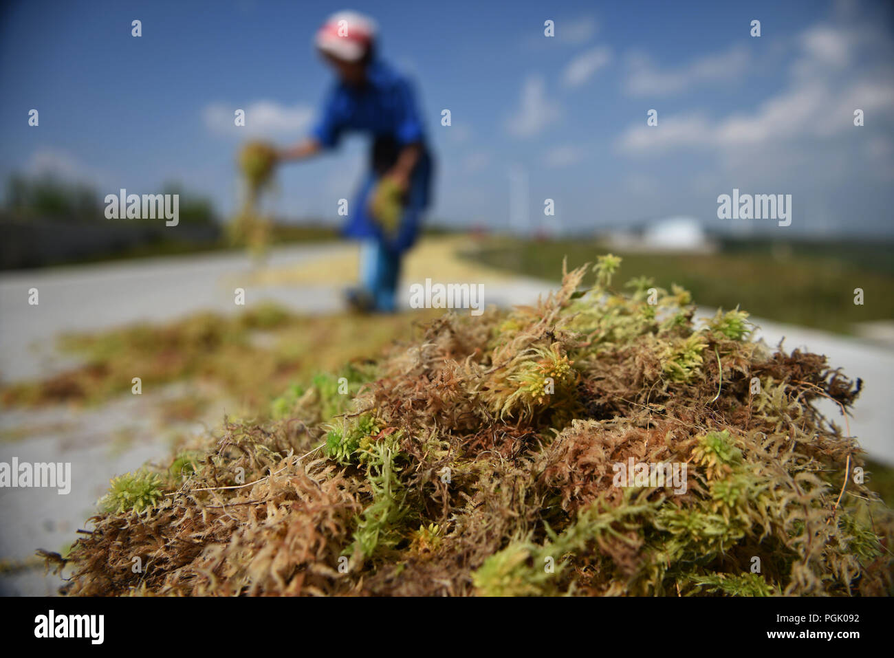 Sphagni High Resolution Stock Photography and Images - Alamy