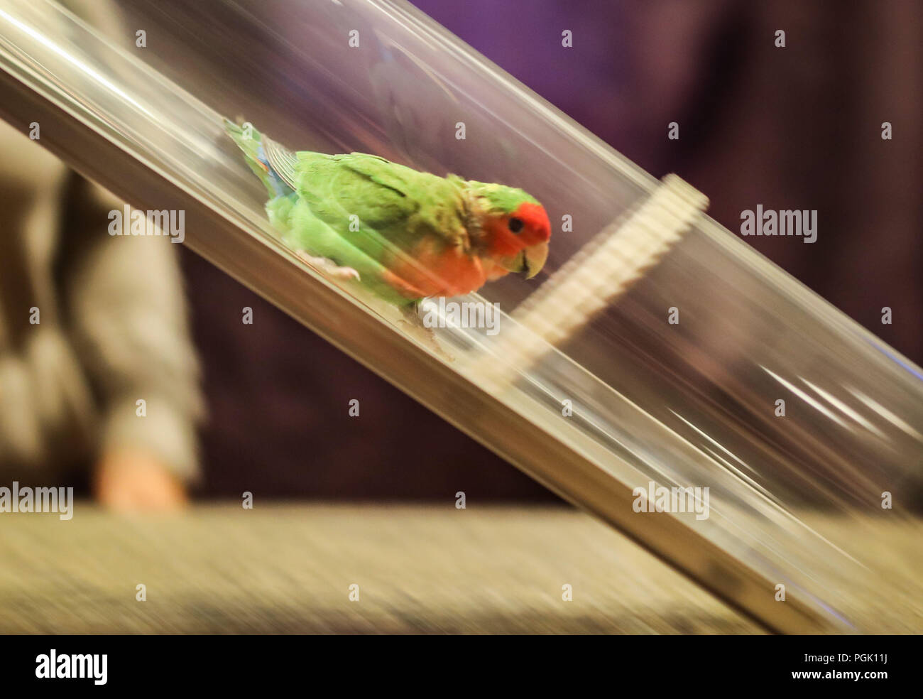 African parrots hi-res stock photography and images - Alamy