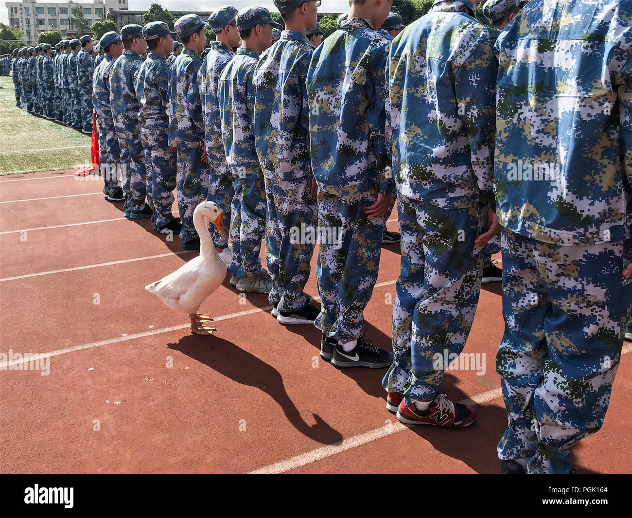 Military geese hi-res stock photography and images - Alamy