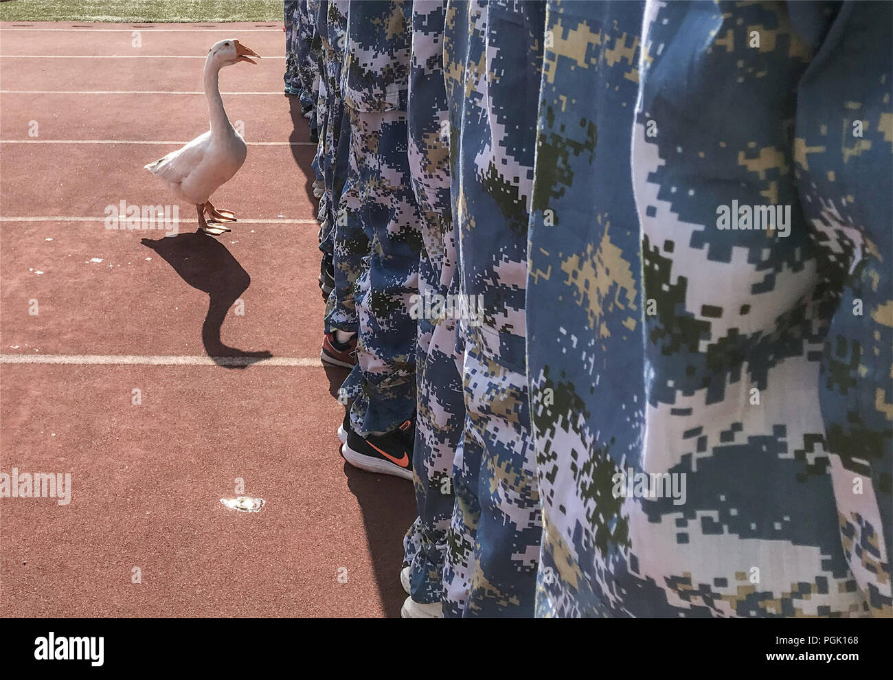 Military geese hi-res stock photography and images - Alamy