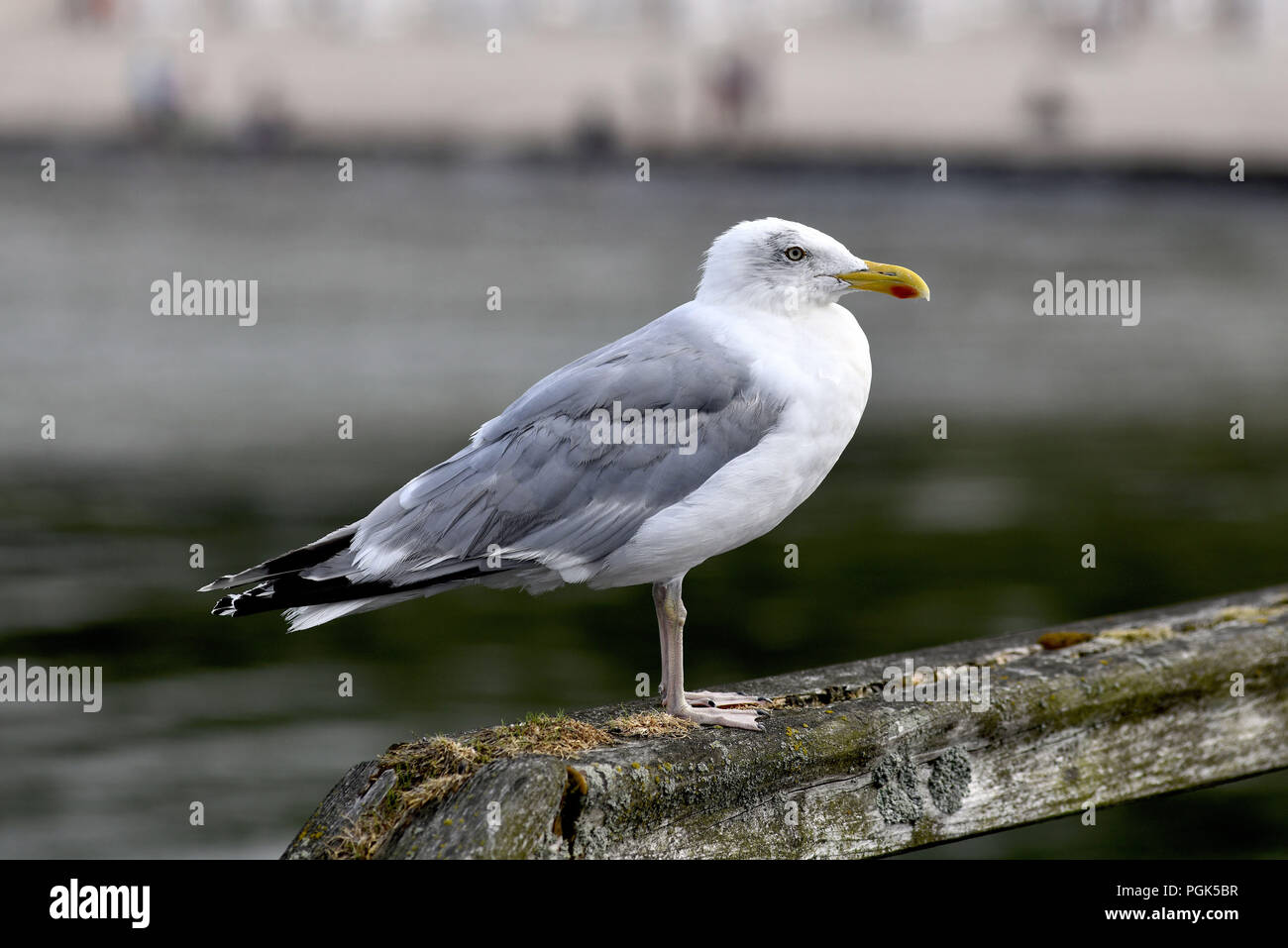 Seafaring bird hi-res stock photography and images - Alamy