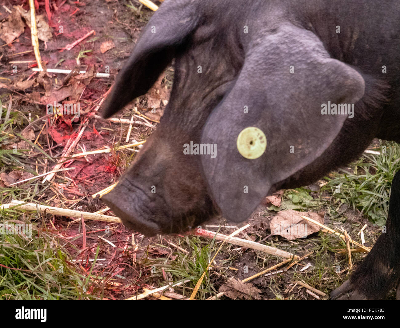 Pig racing hi-res stock photography and images - Alamy