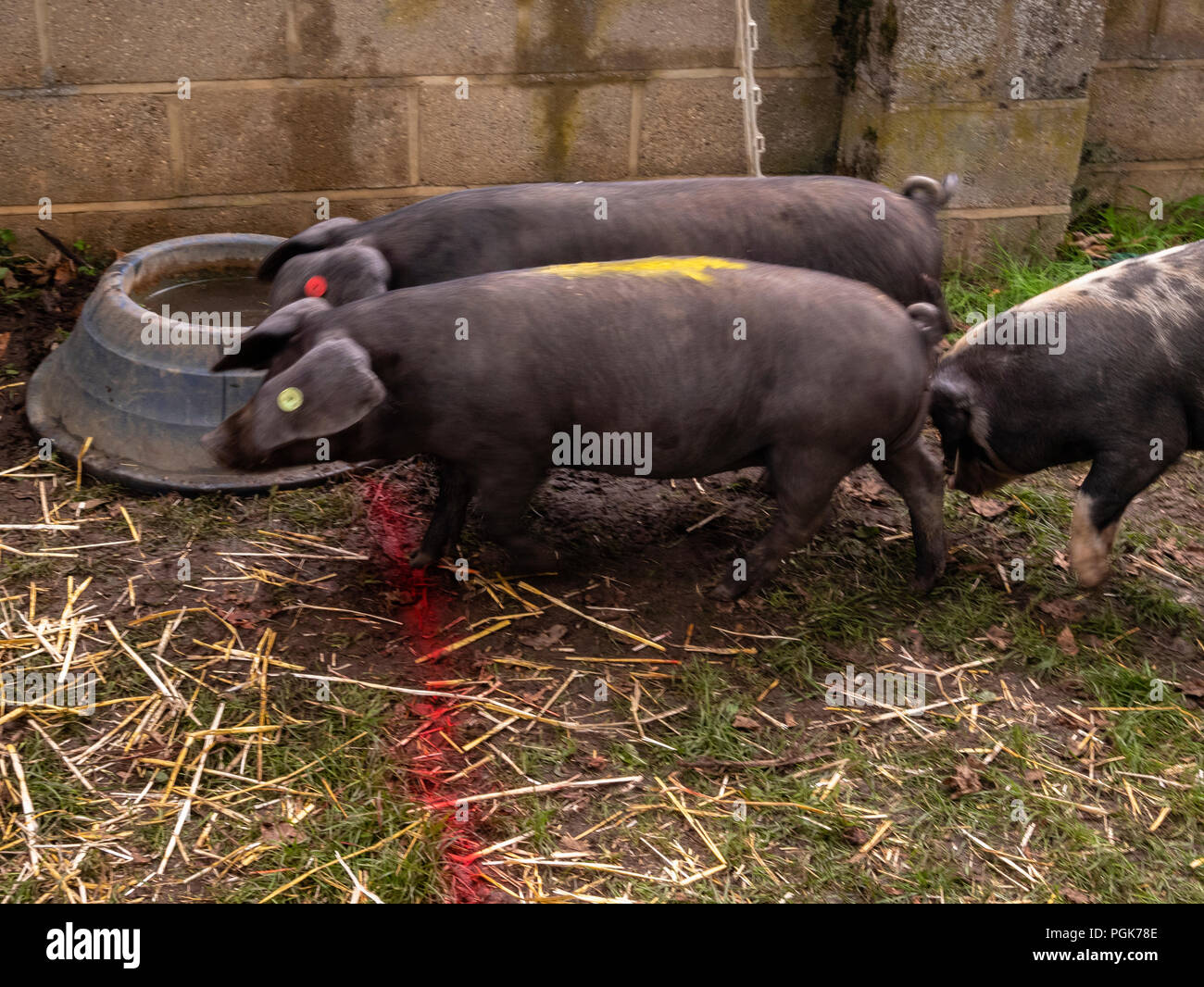 Pig racing hi-res stock photography and images - Alamy