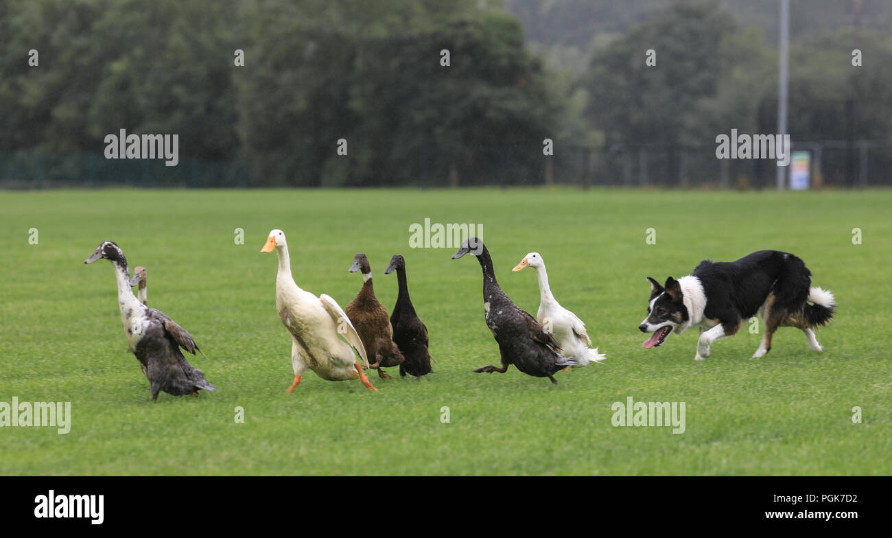 Lammas graham hi-res stock photography and images - Alamy