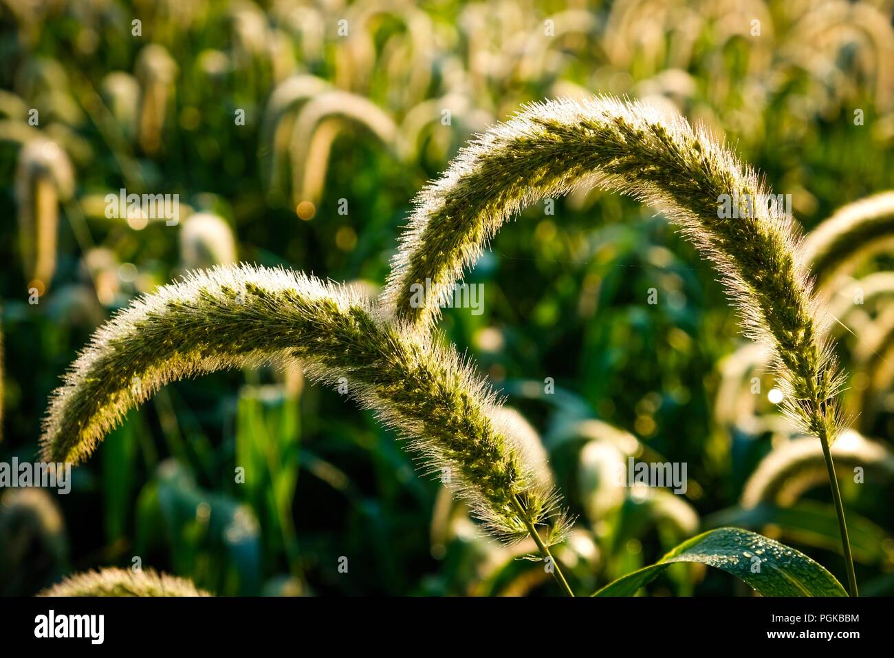 Giant foxtail hi-res stock photography and images - Alamy