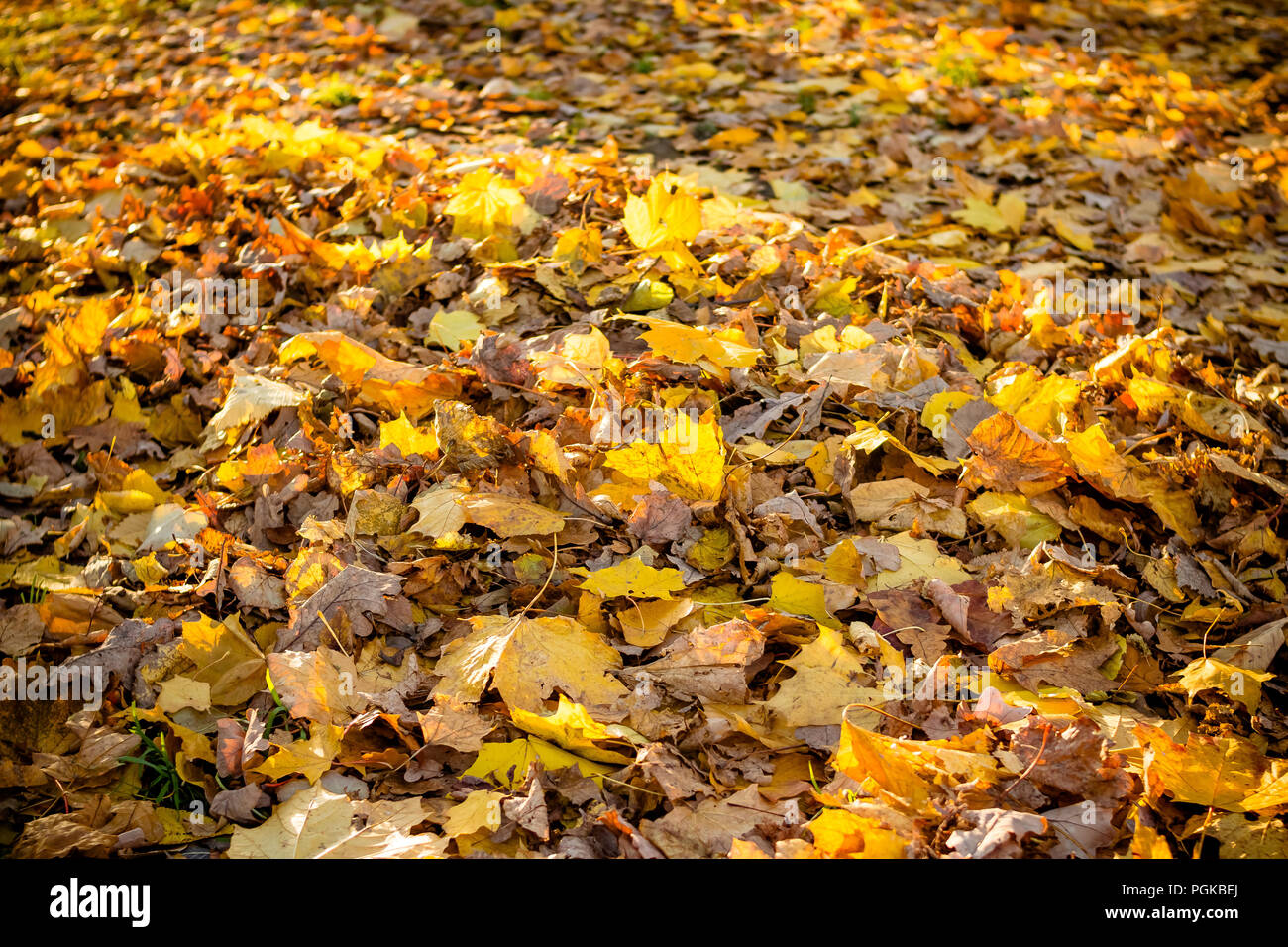 Beautiful autumn time.colorful autumn leaf, eaves. Nature background ...