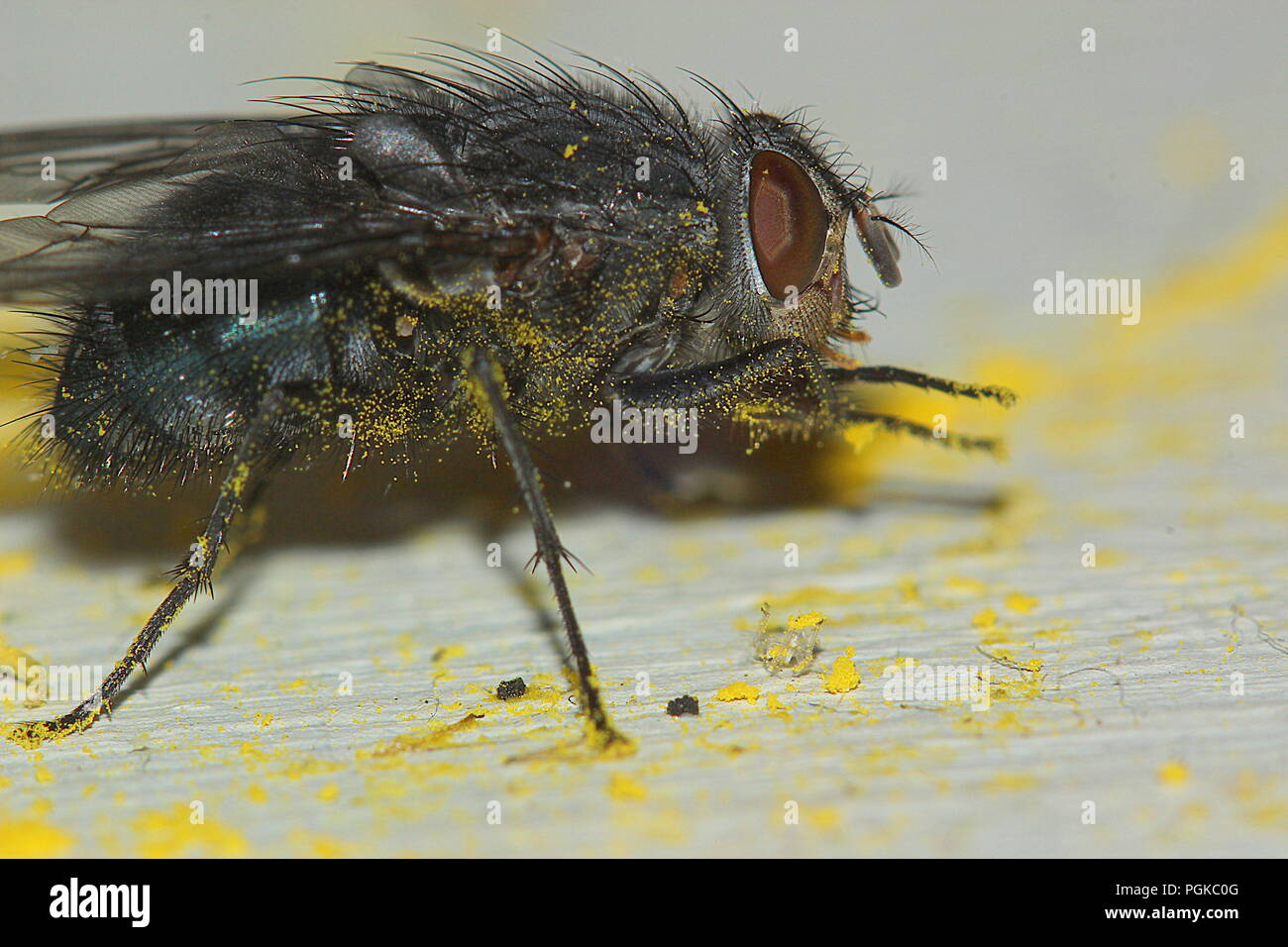 Calliphora quadrimaculata hi-res stock photography and images - Alamy