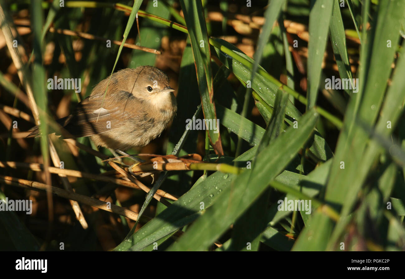 White beak rush hi-res stock photography and images - Alamy