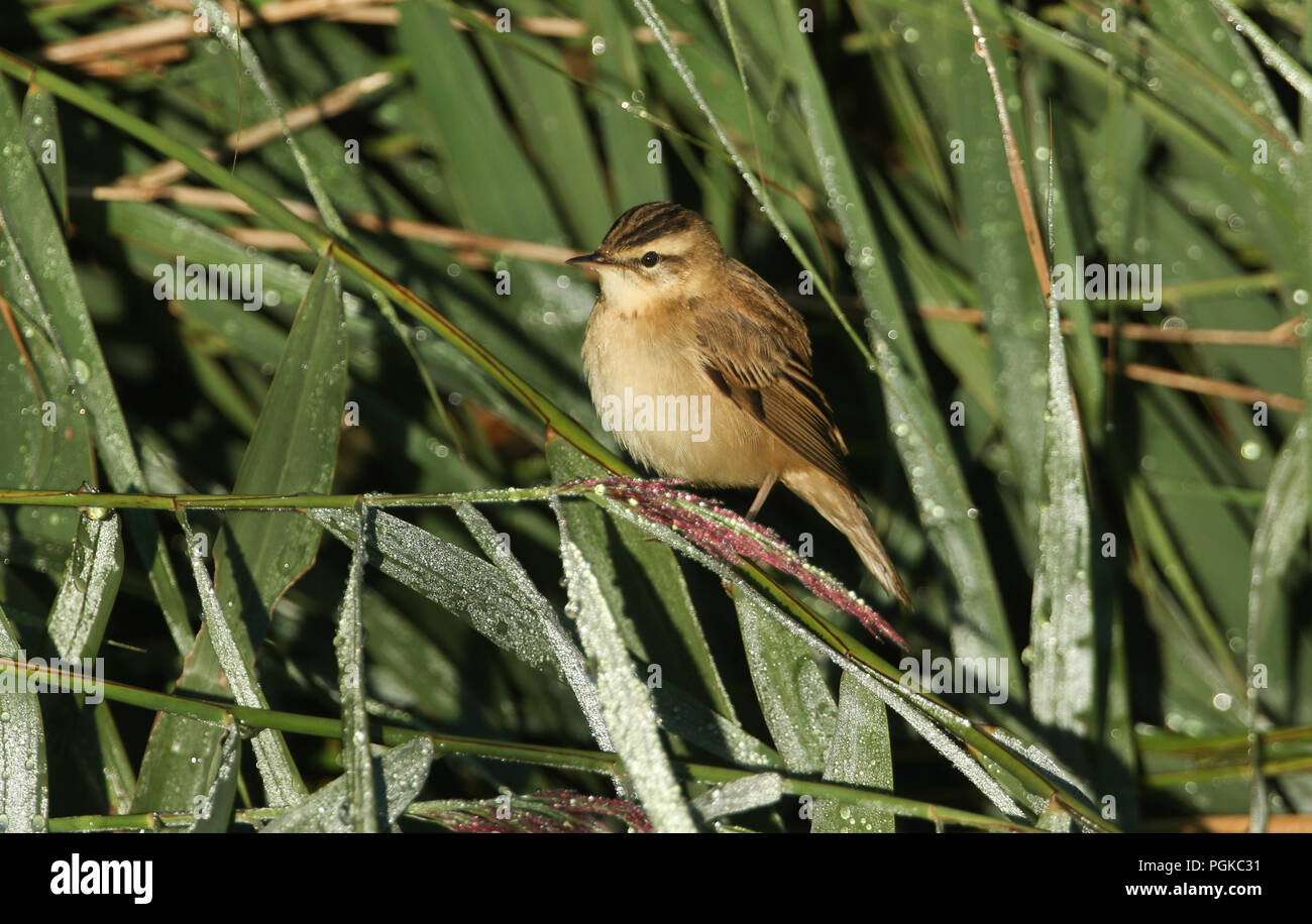 A cute fledgling Sedge Warbler (Acrocephalus schoenobaenus) perching on ...