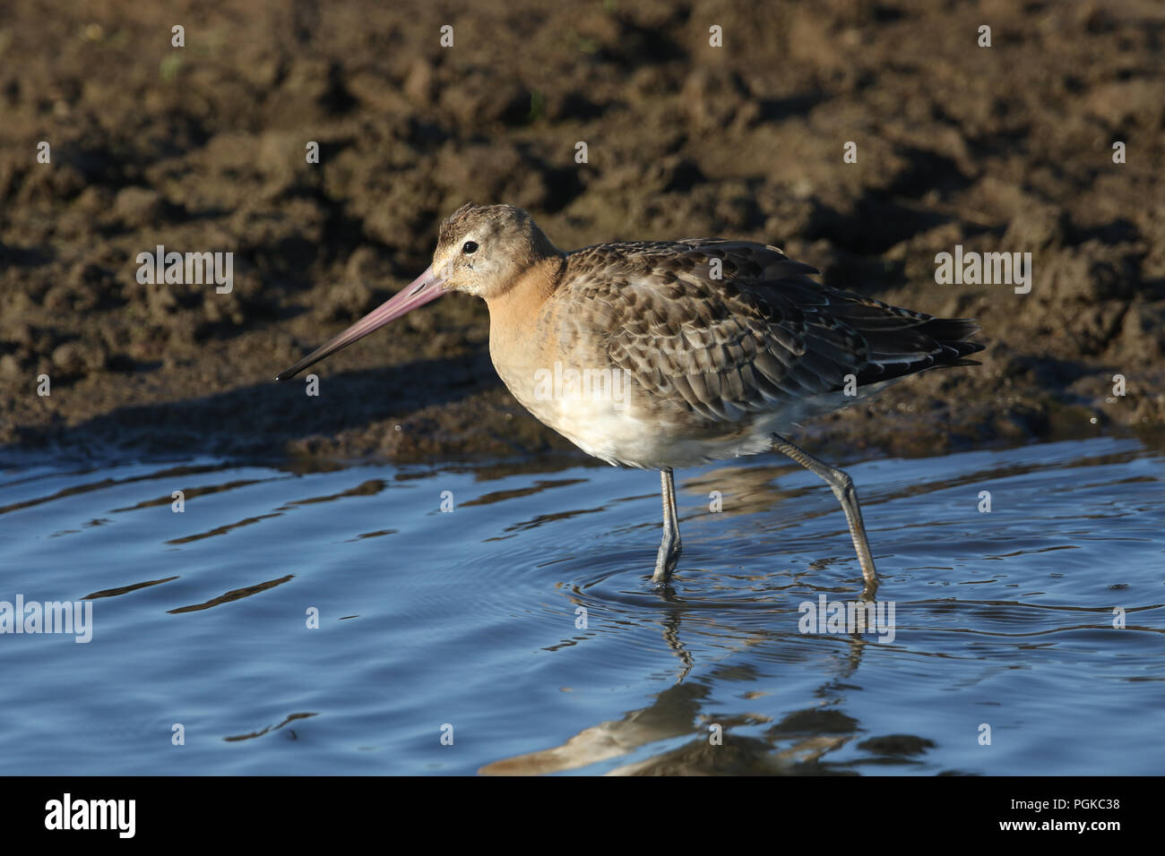 A beautiful Black-tailed Godwit (Limosa limosa) feeding along the edge ...