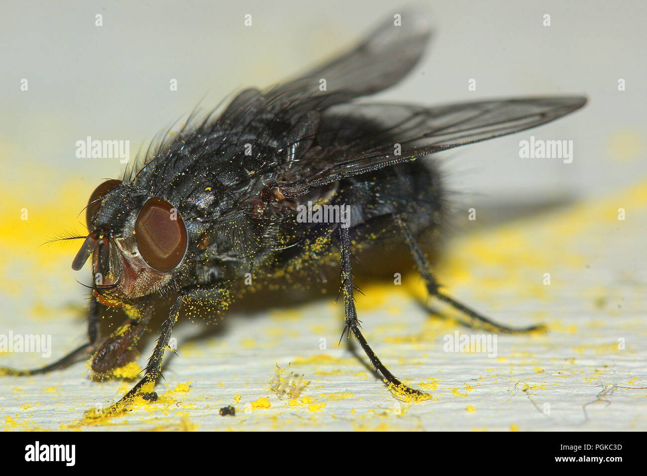 Blowfly pollen hi-res stock photography and images - Alamy