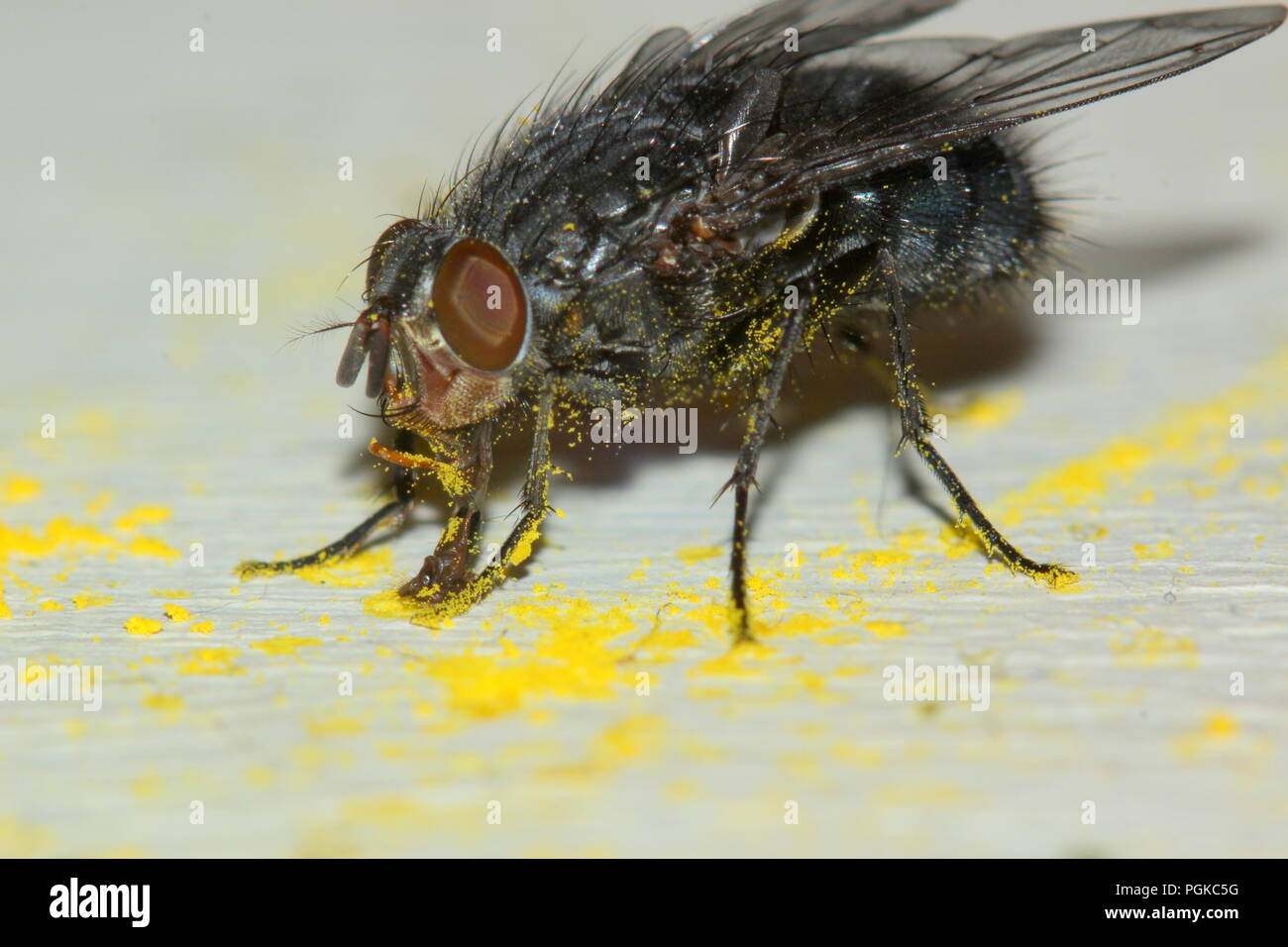Blowfly insect hi-res stock photography and images - Alamy