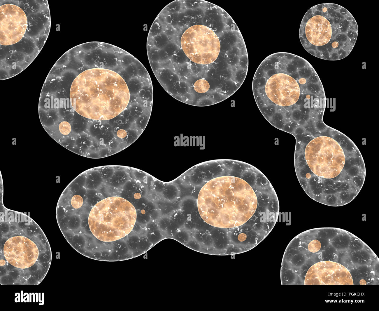 Amoebas hi-res stock photography and images - Alamy