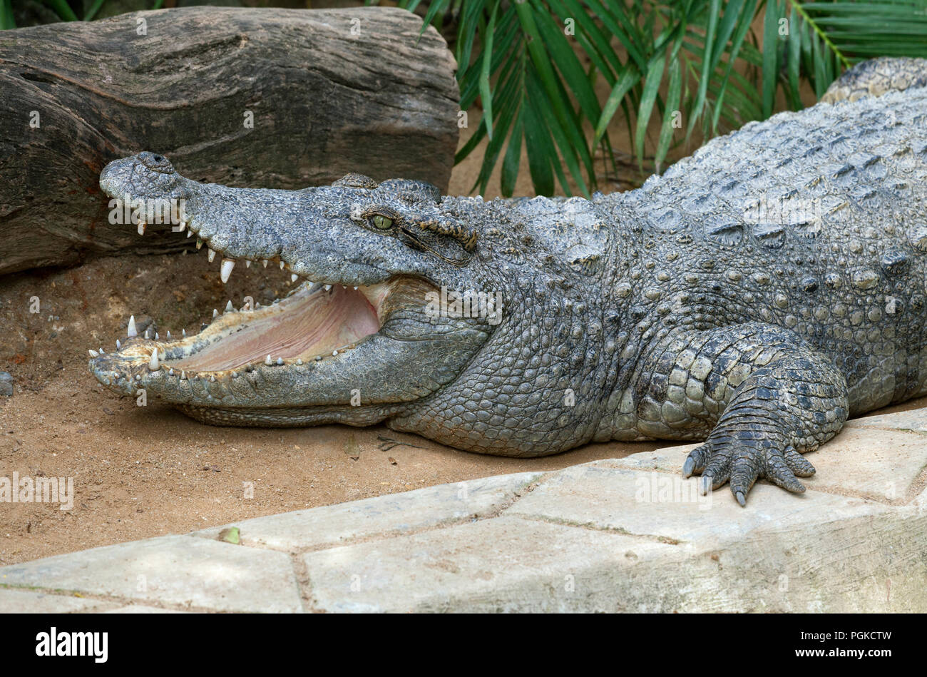 Zoo crocodile hi-res stock photography and images - Alamy