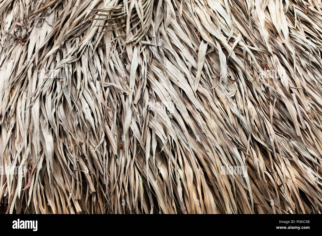 Tropical straw roof hut hi-res stock photography and images - Alamy