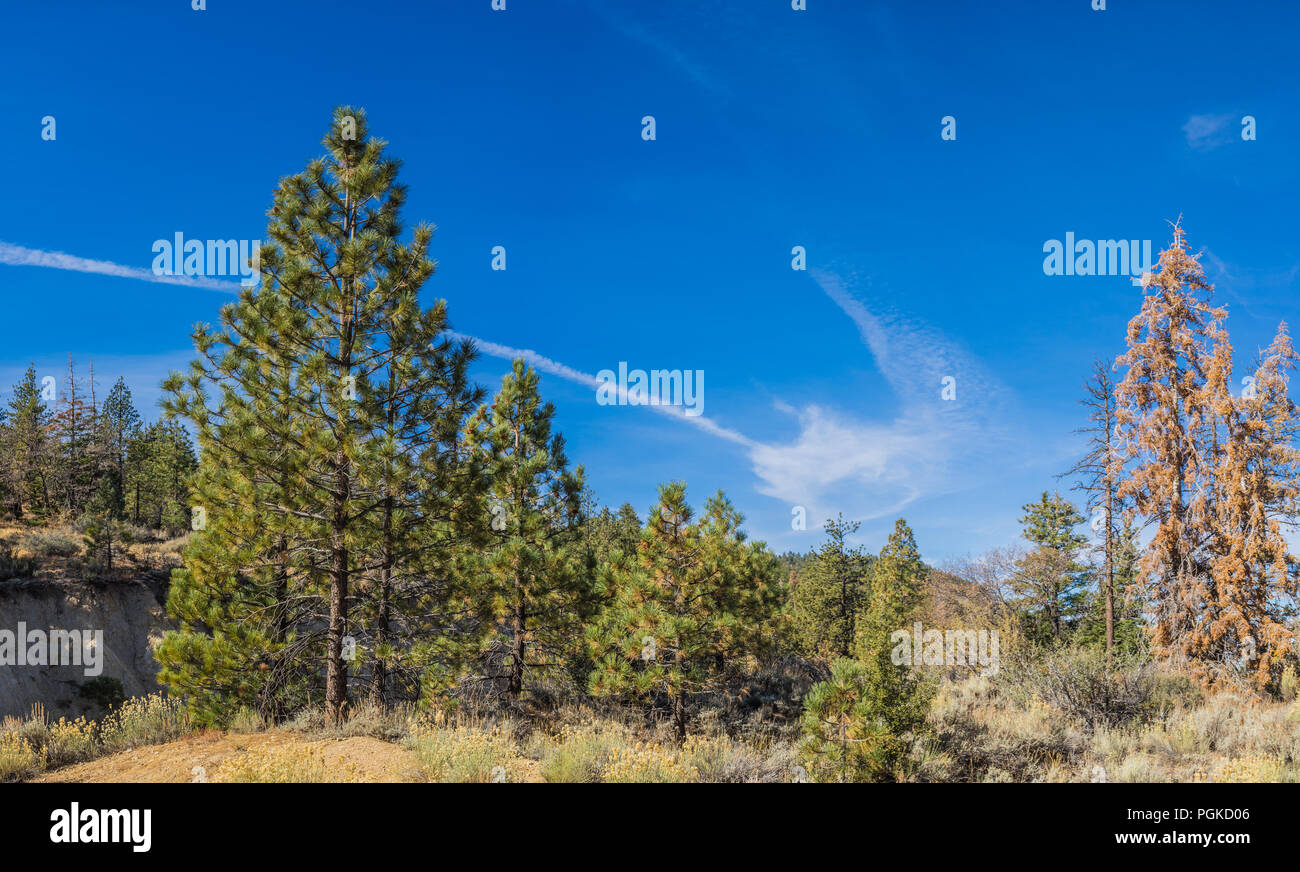 Clump of fat green pine trees on the top of hills and mountains Stock ...