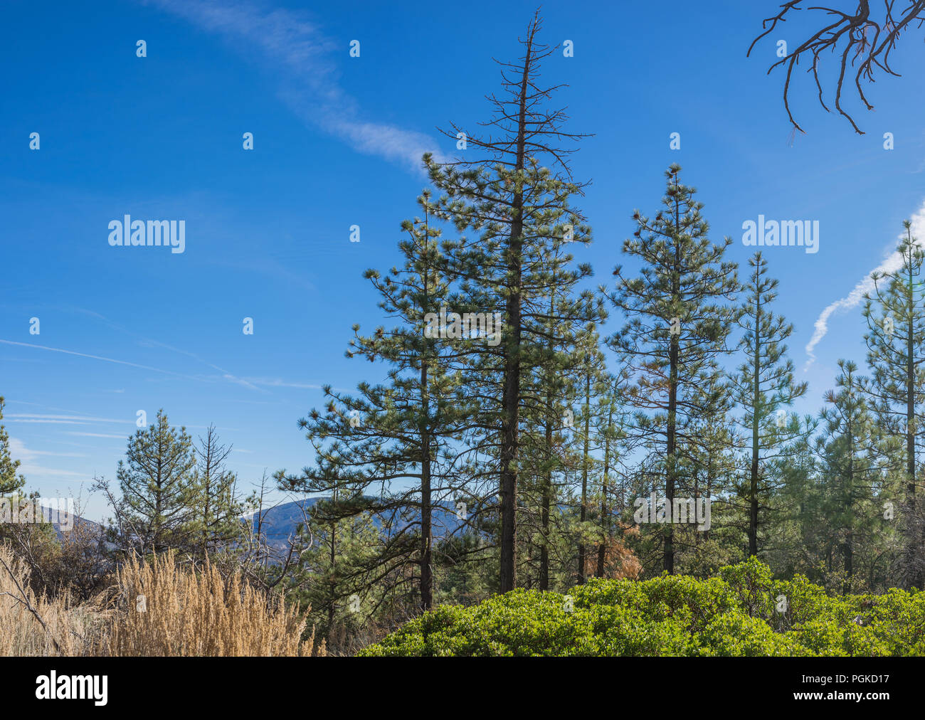 Pine needles trees on side hi-res stock photography and images - Alamy