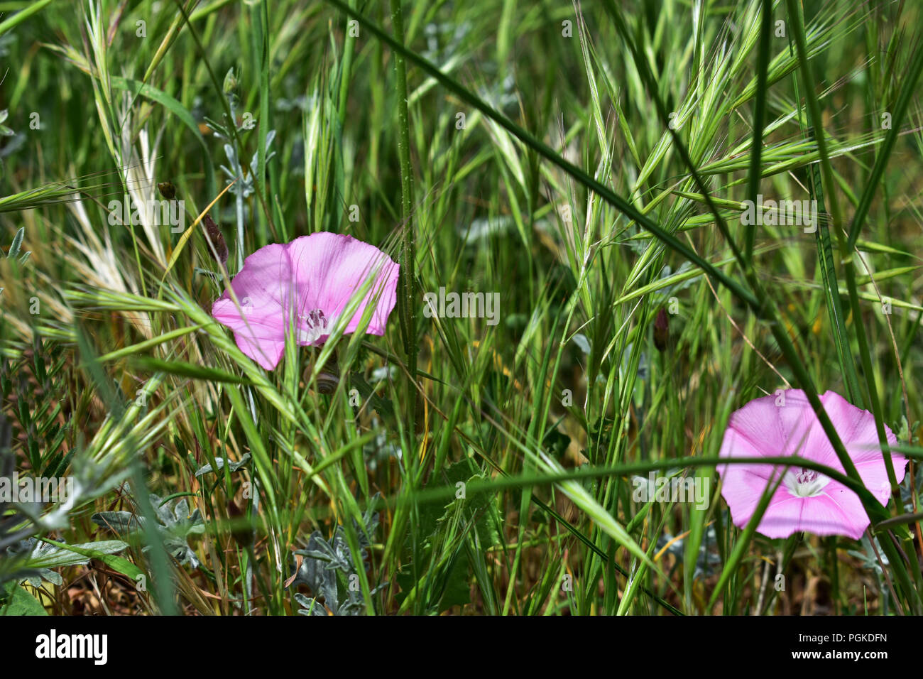 Beautiful little pink purple flowers hi-res stock photography and ...