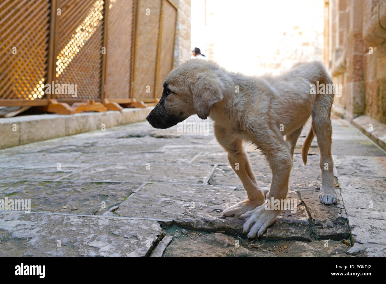 Weak dog hi-res stock photography and images - Alamy
