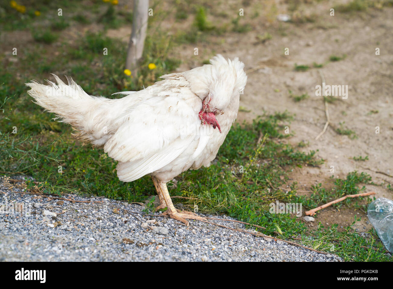 Single sick white chicken is standing and thinking Stock Photo - Alamy