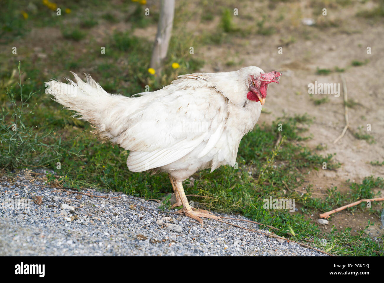 Single sick white chicken is standing and thinking Stock Photo - Alamy