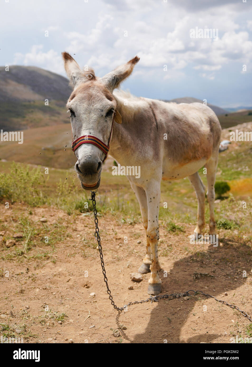 White donkey hi-res stock photography and images - Alamy