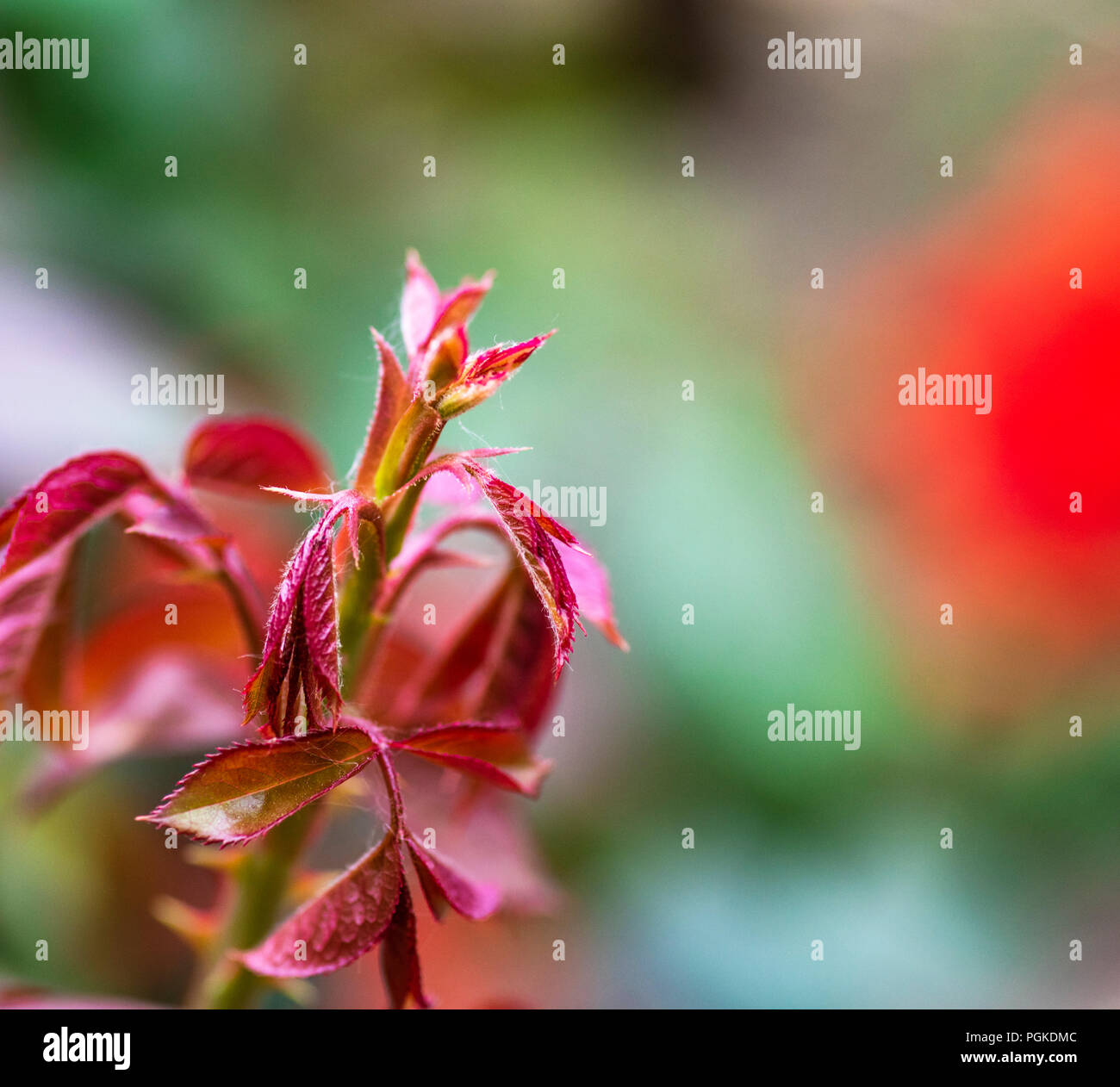 Rose shoot spring hi-res stock photography and images - Alamy