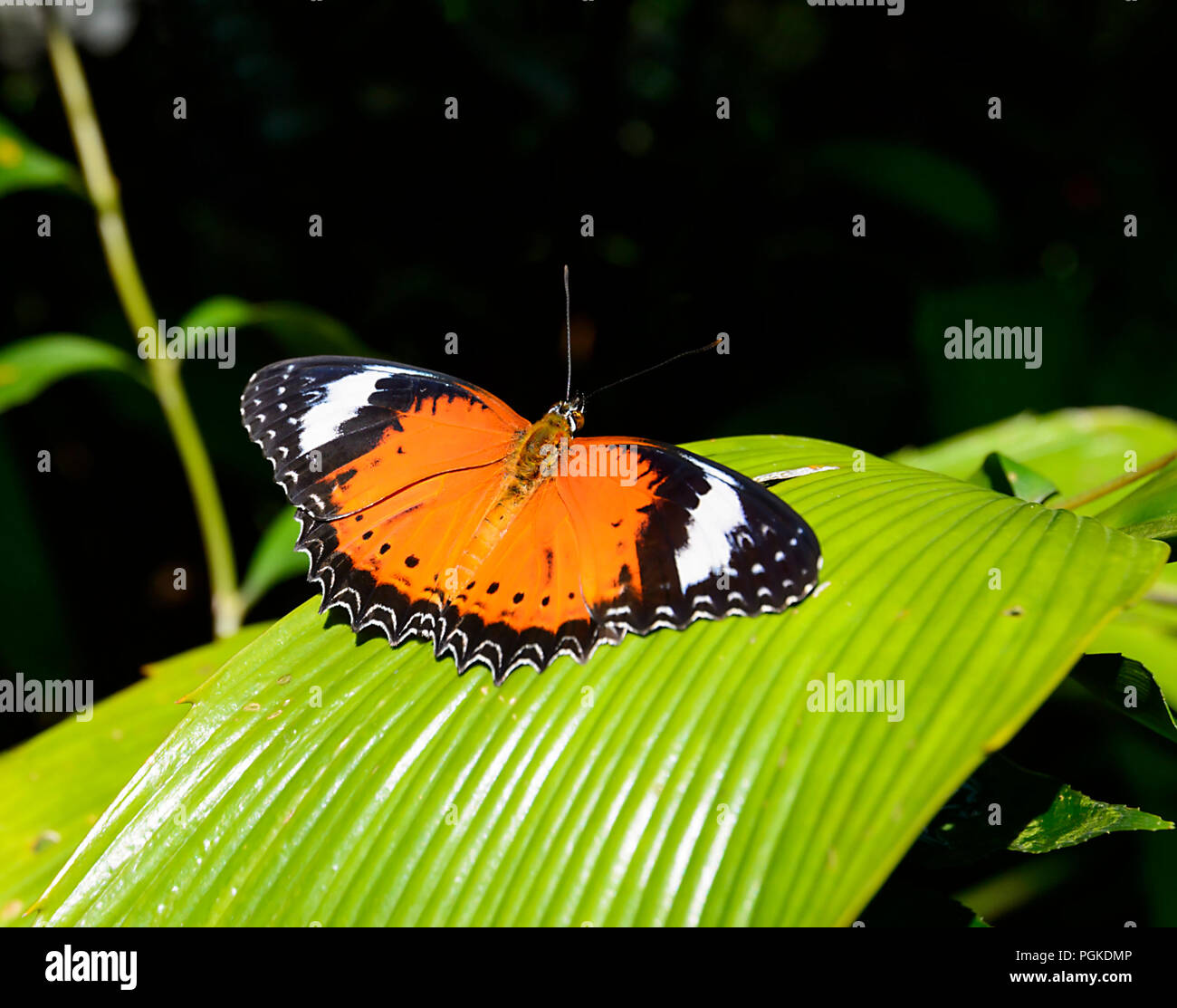 Penthesilea Stock Photos & Penthesilea Stock Images - Alamy