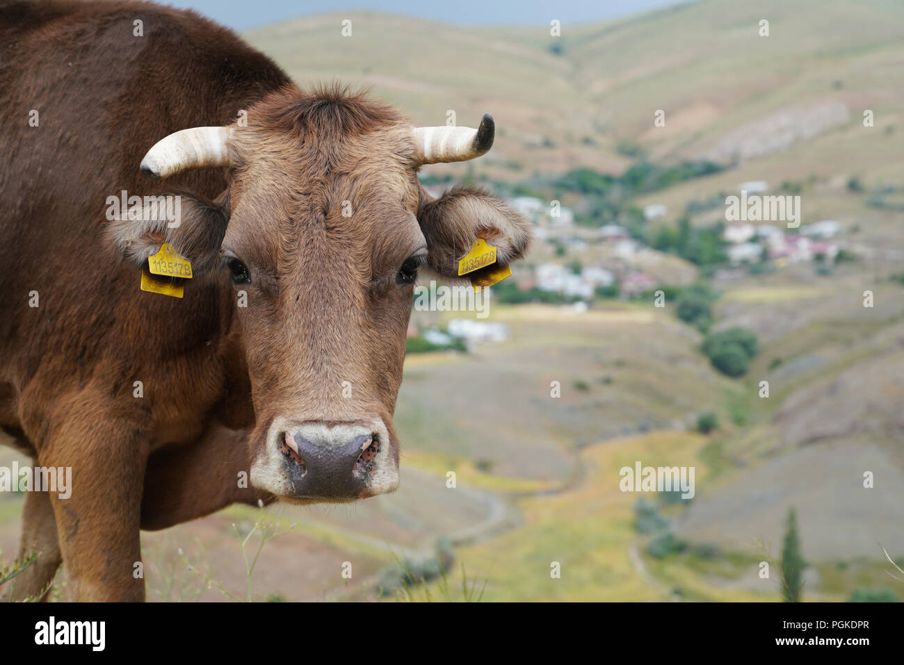 Cow gazing grass hi-res stock photography and images - Alamy