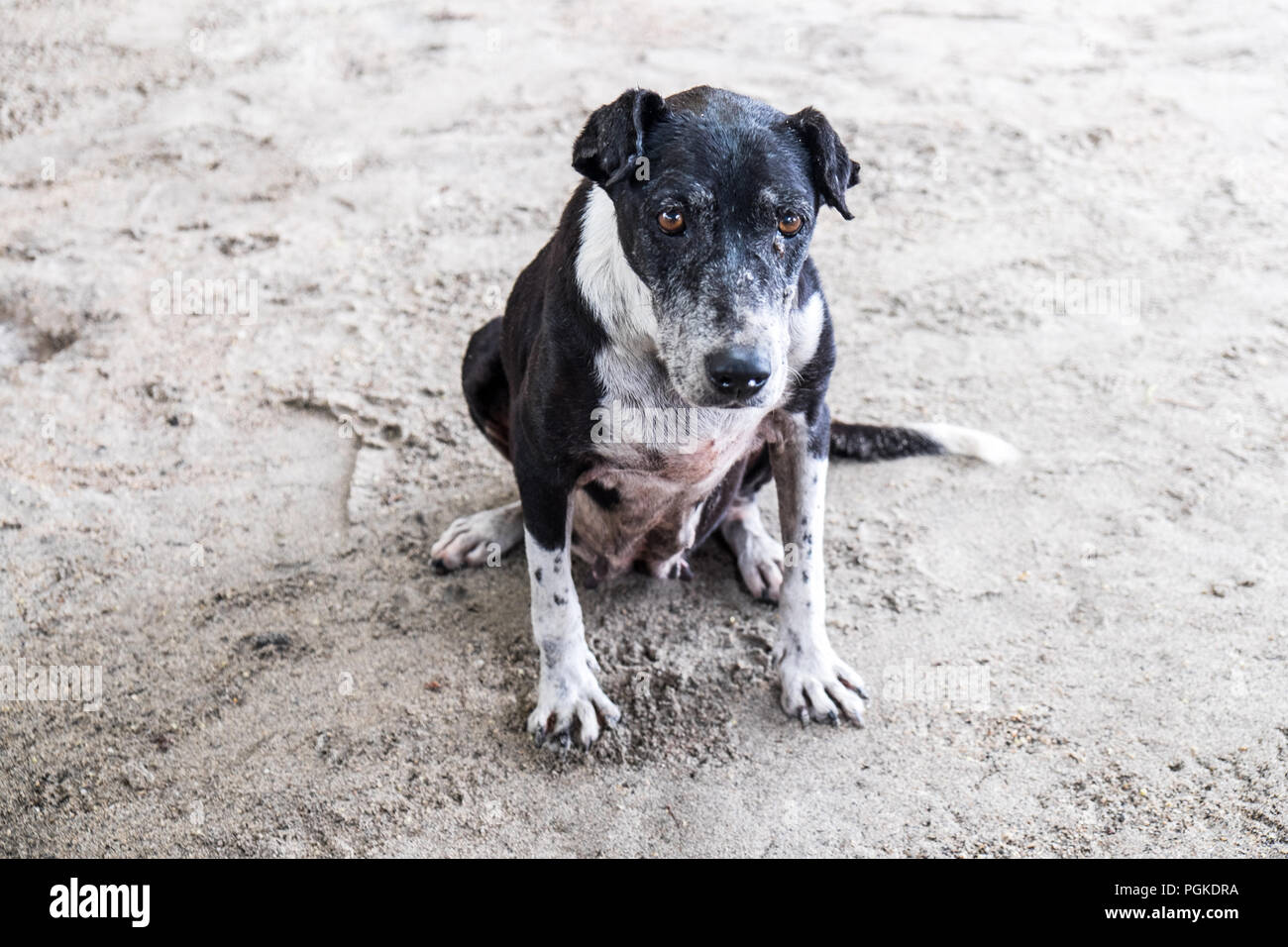 Sad stray dog on beach in Western Samoa, South Pacific Stock Photo - Alamy
