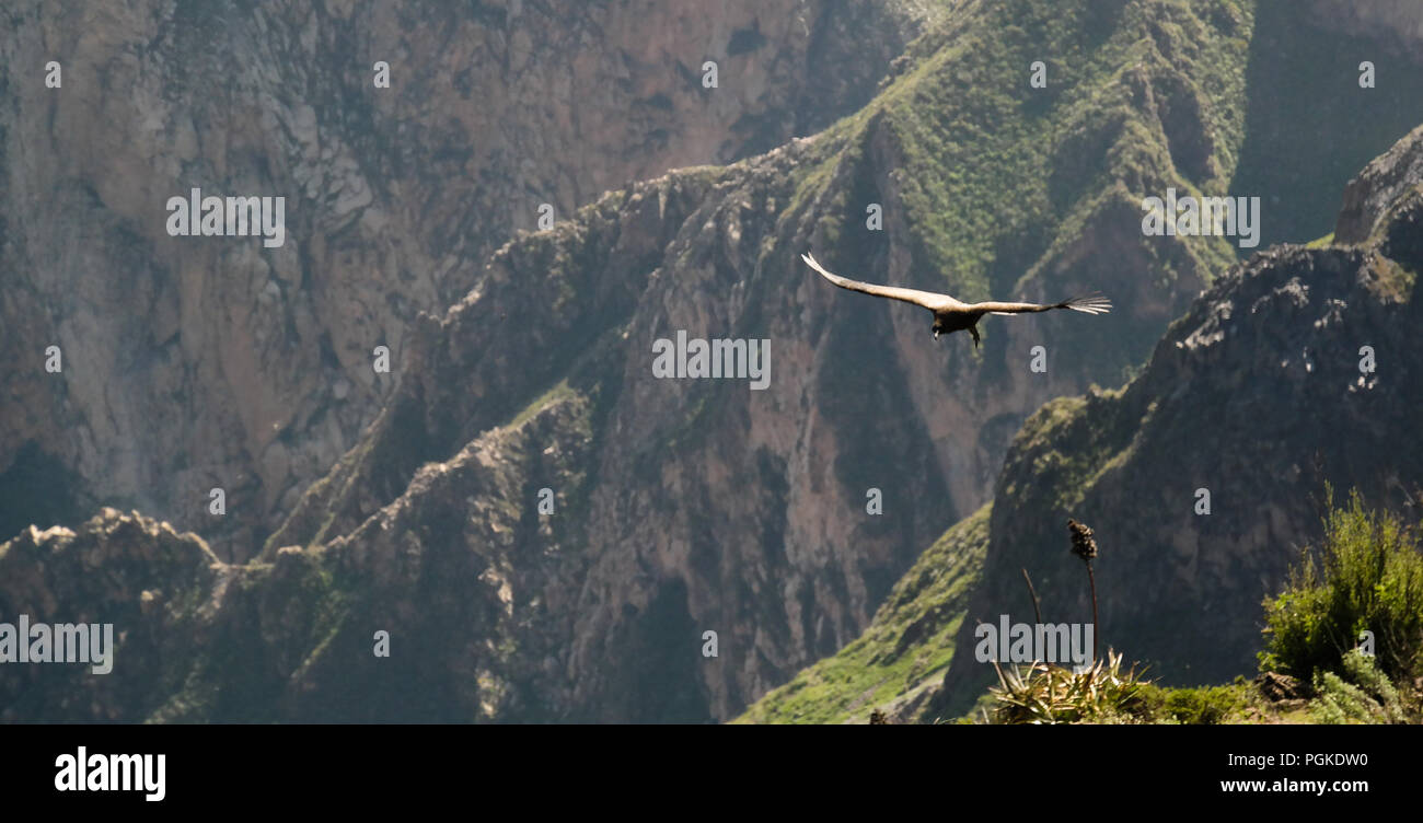 Condors above the Colca canyon at Condor Cross or Cruz Del Condor ...