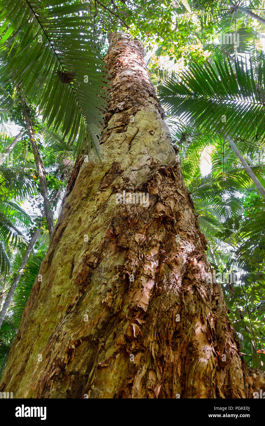 Weeping paper bark hi-res stock photography and images - Alamy