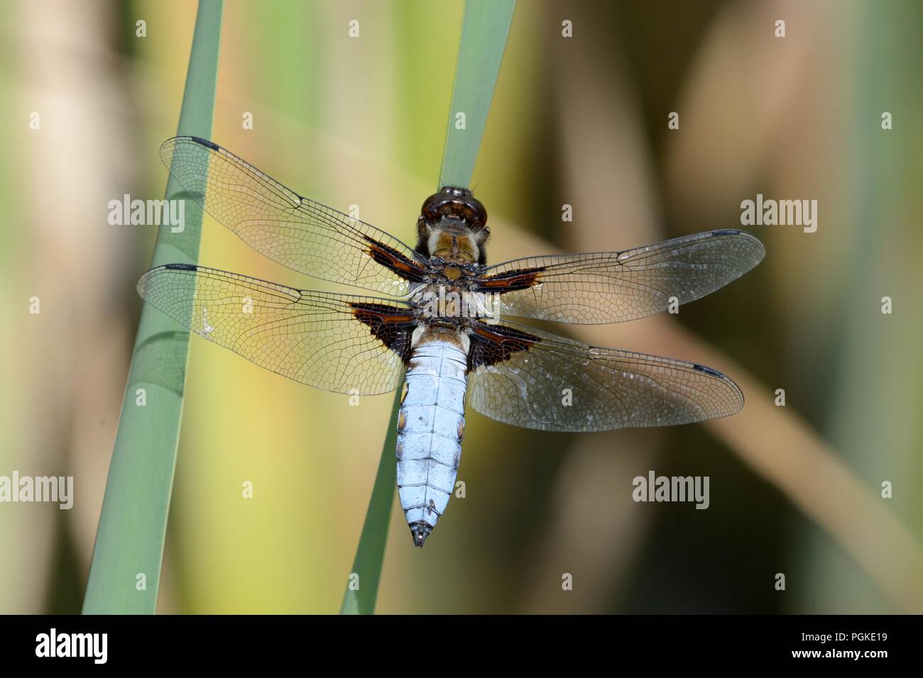 Broad-bodied chaser dragonfly Libellula depressa male Stock Photo - Alamy