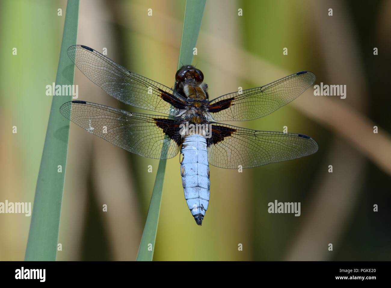 Broad-bodied chaser dragonfly Libellula depressa male Stock Photo - Alamy