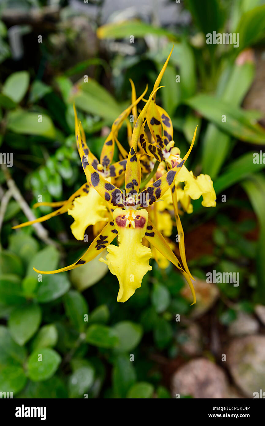 Yellow Orchid, Aliceara Pacific Nova 'Okika' Stock Photo - Alamy