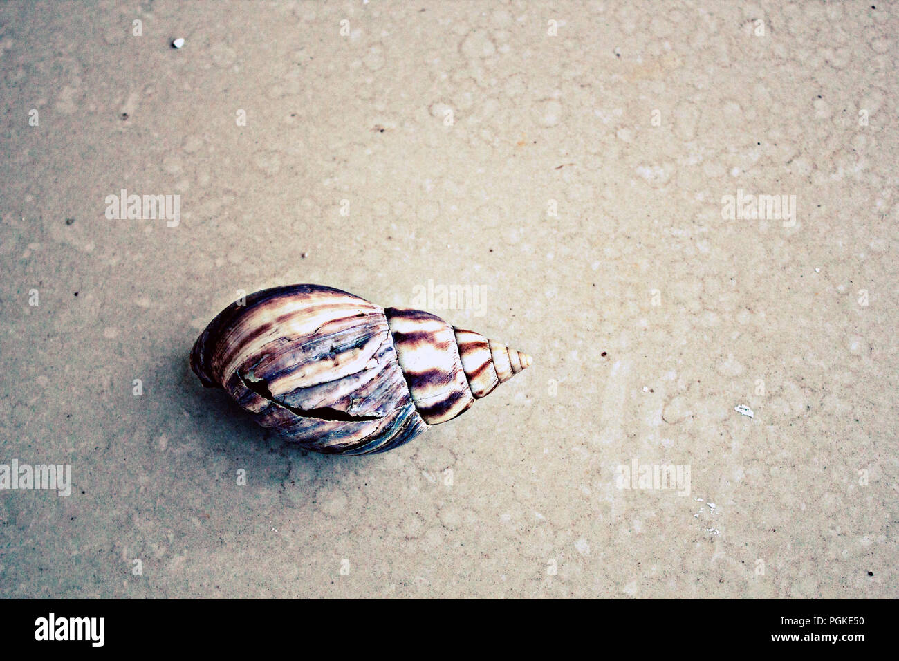 images of still life and nature, one shows mount kilimanjaro from ...