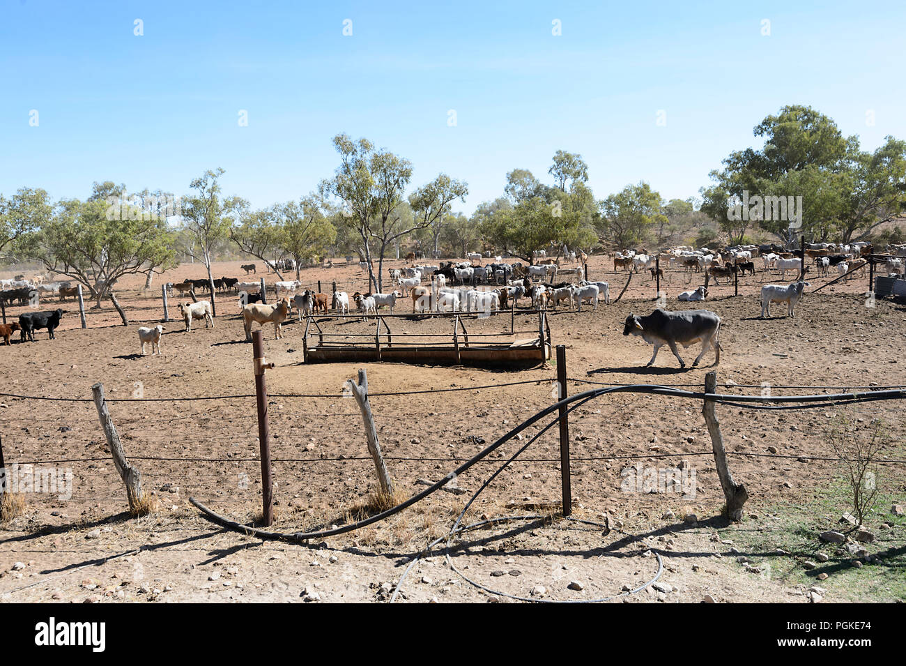 Cattle in a bare paddock during drought, Queensland, QLD, Australia ...
