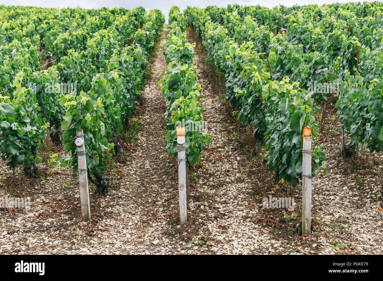 Grapes grows in rows in the field, France, the wine region of Chablis ...