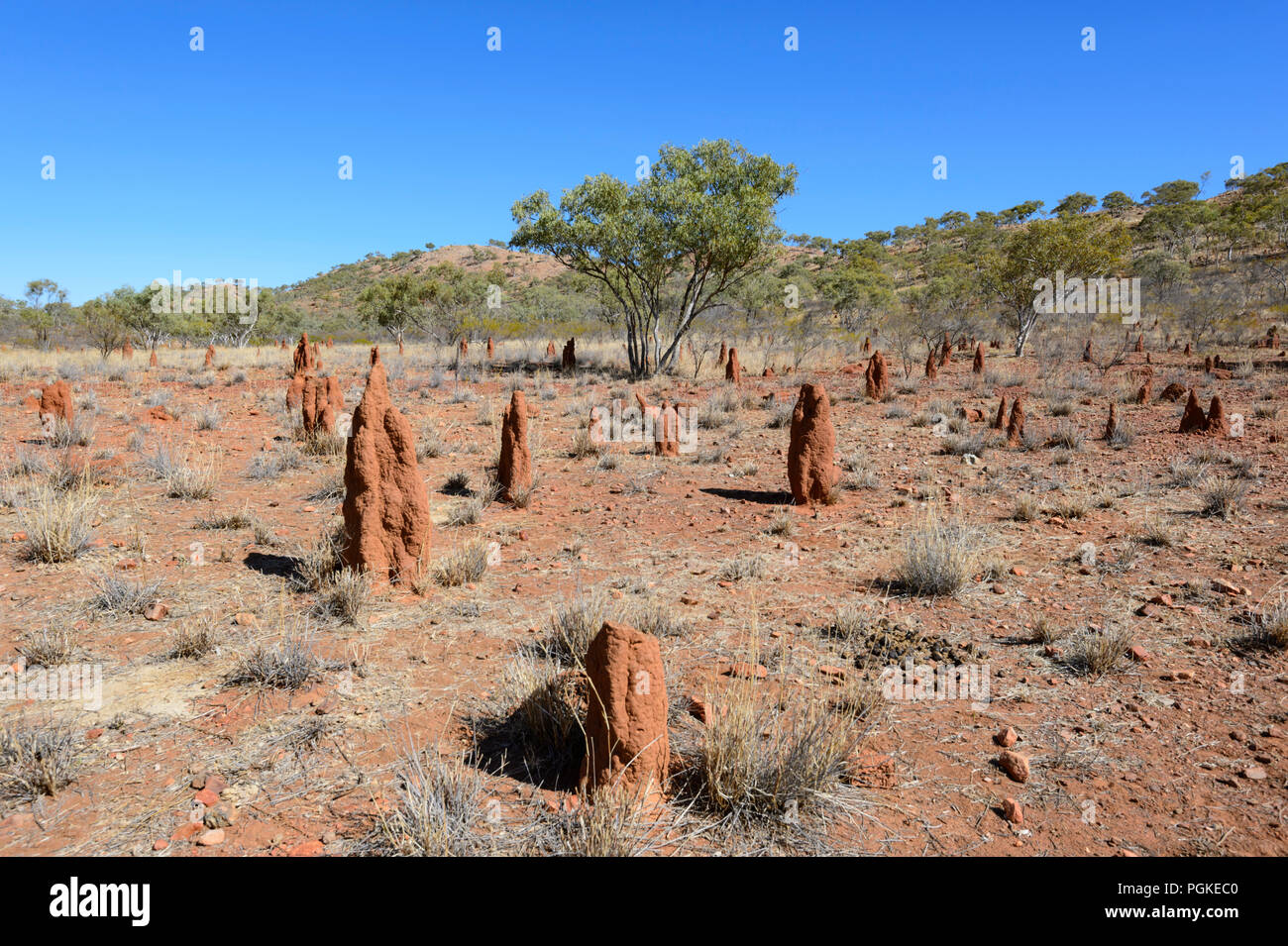 Termite Mounds at West Leichhardt cattle station, Queensland, QLD ...