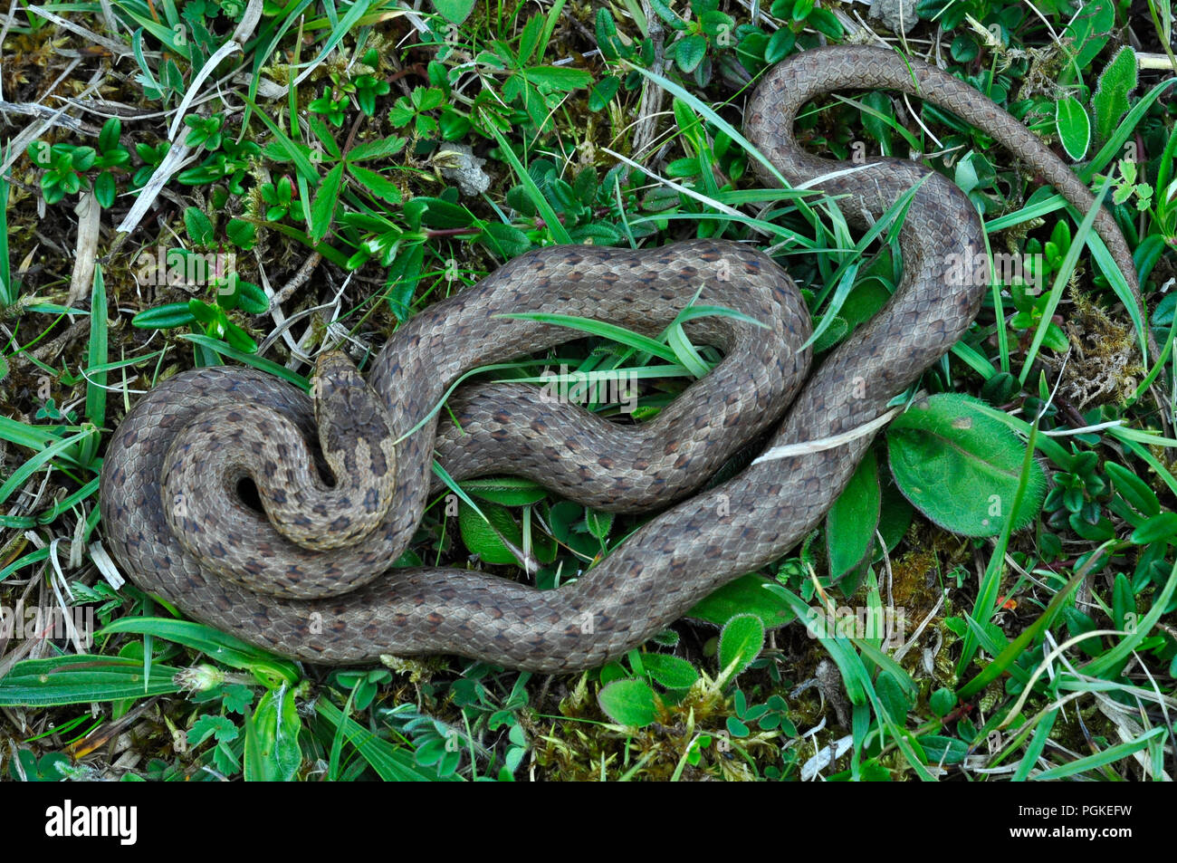 Snake handling hi-res stock photography and images - Alamy