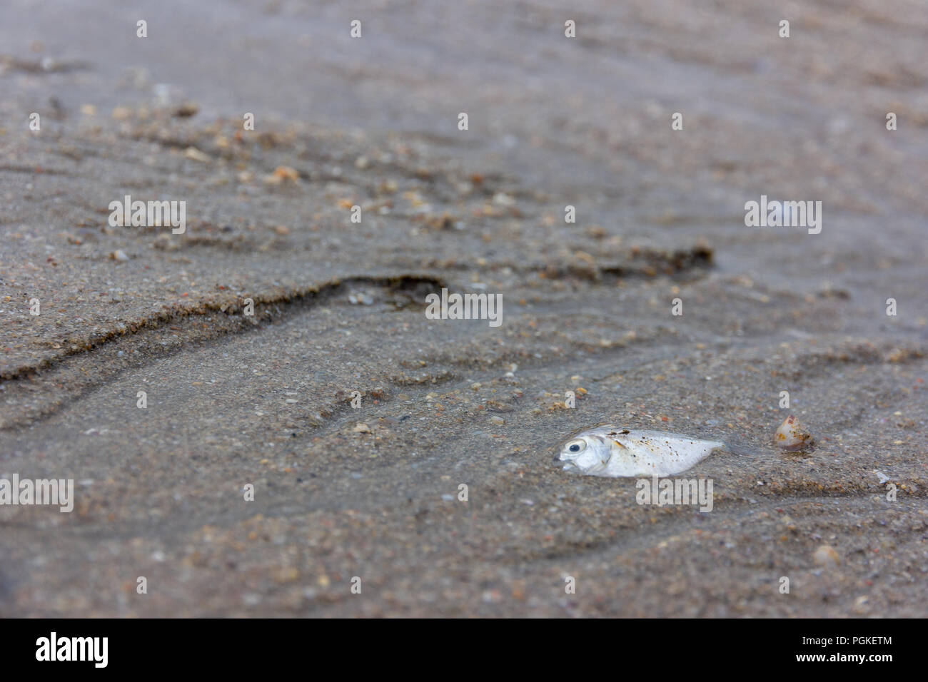 dead fish on the sand beach. Plastic pollution environmental problem in ...