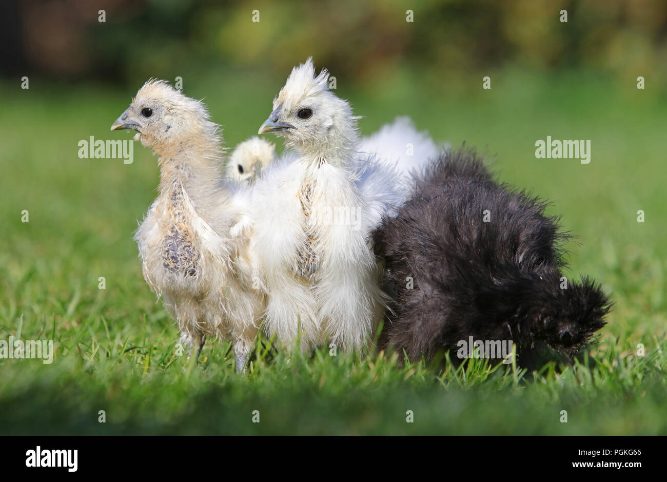 Baby chickens with family hi-res stock photography and images - Alamy