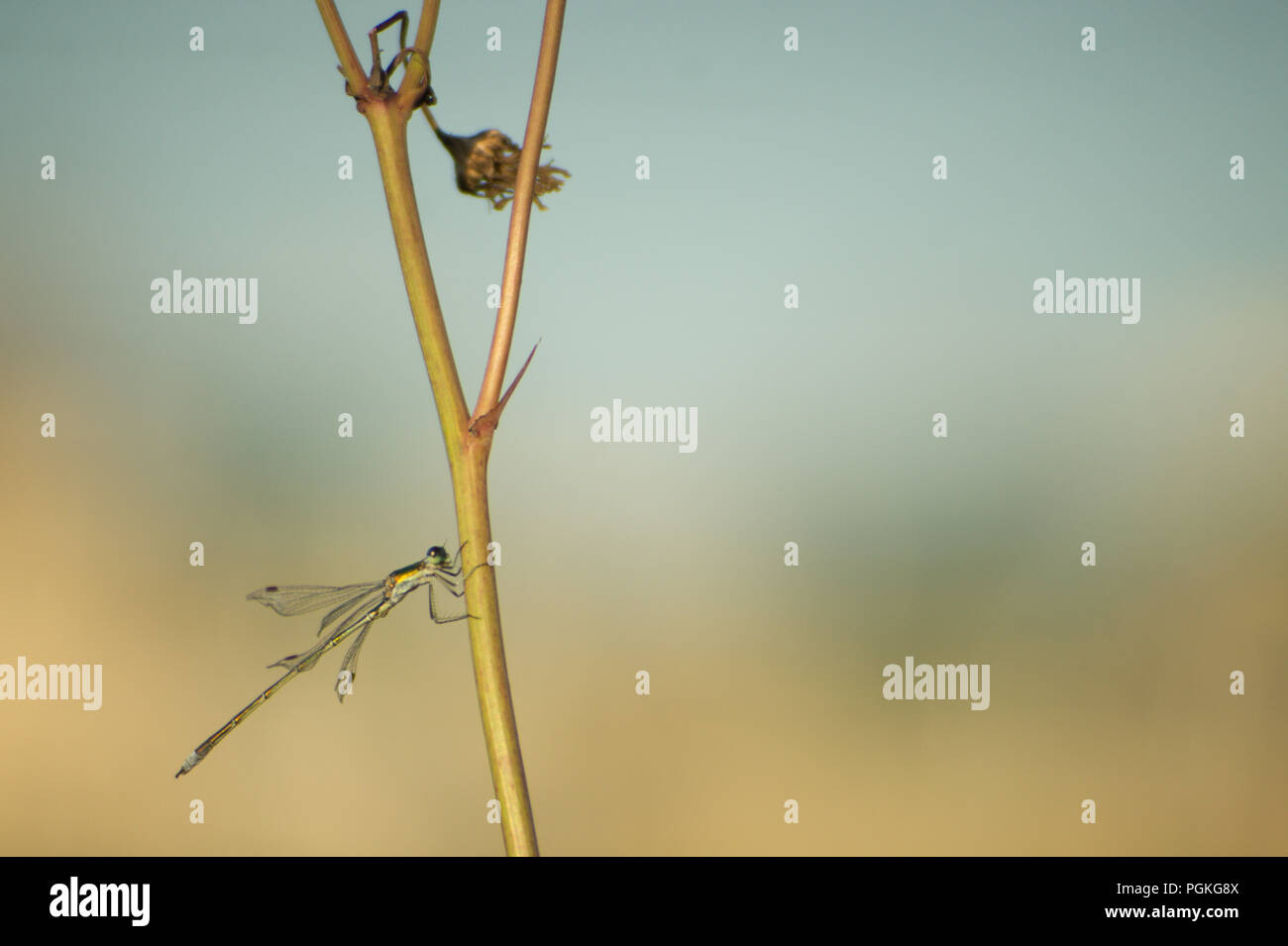 Garden stem wings hi-res stock photography and images - Alamy