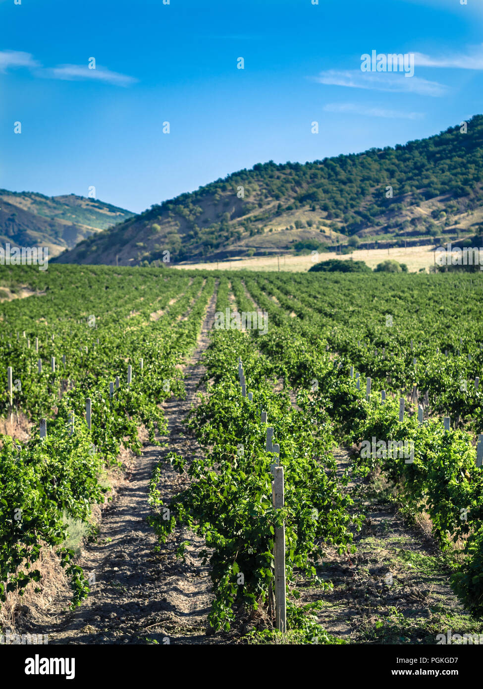 Vertical view of vineyard with mountain on background. Vineyard on ...