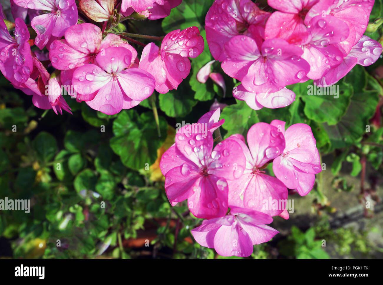 Summer Geranium Patio Plant Pink with Water Droplets Stock Photo - Alamy