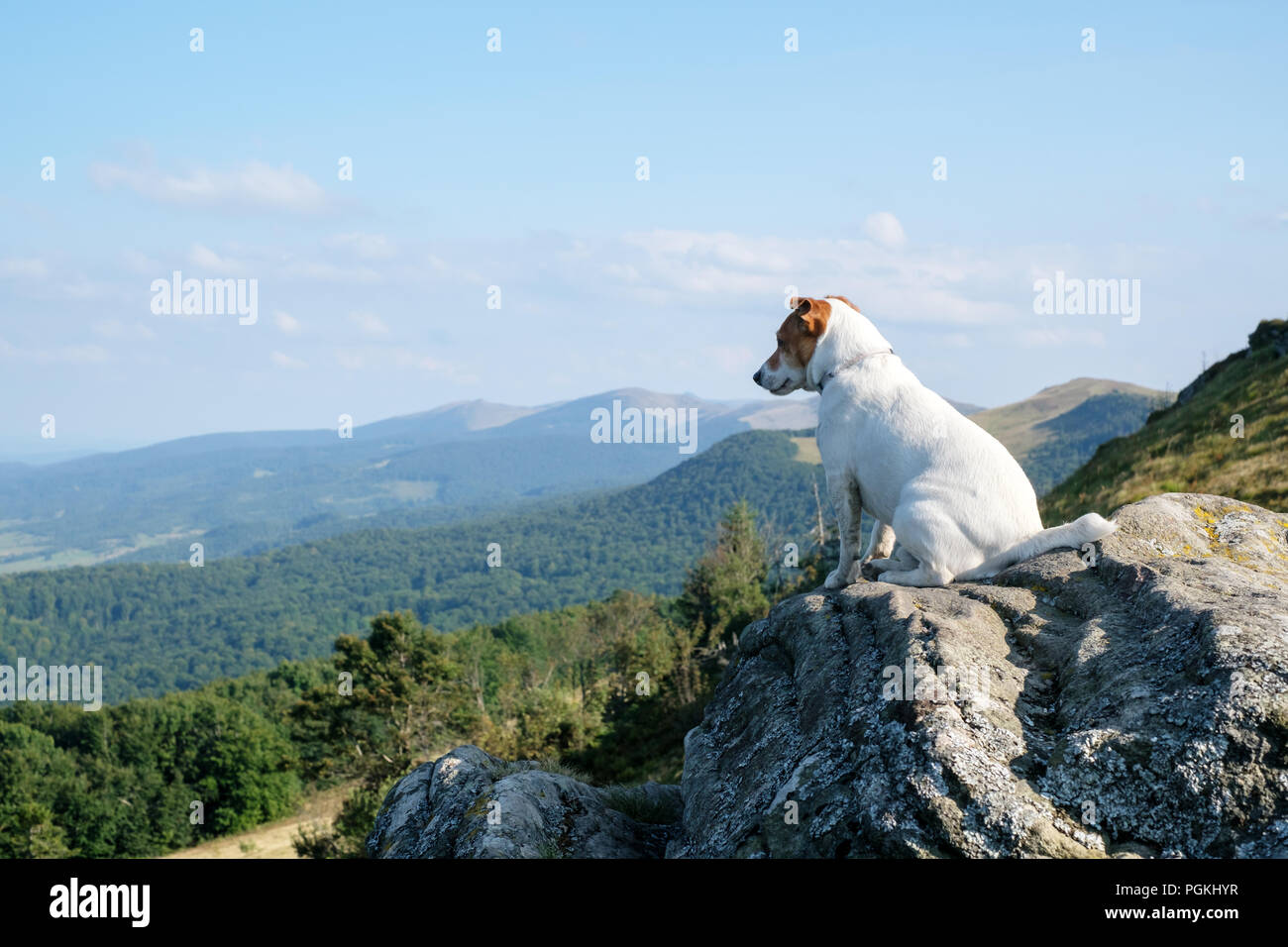 Alone white dog sitting on rock Stock Photo - Alamy