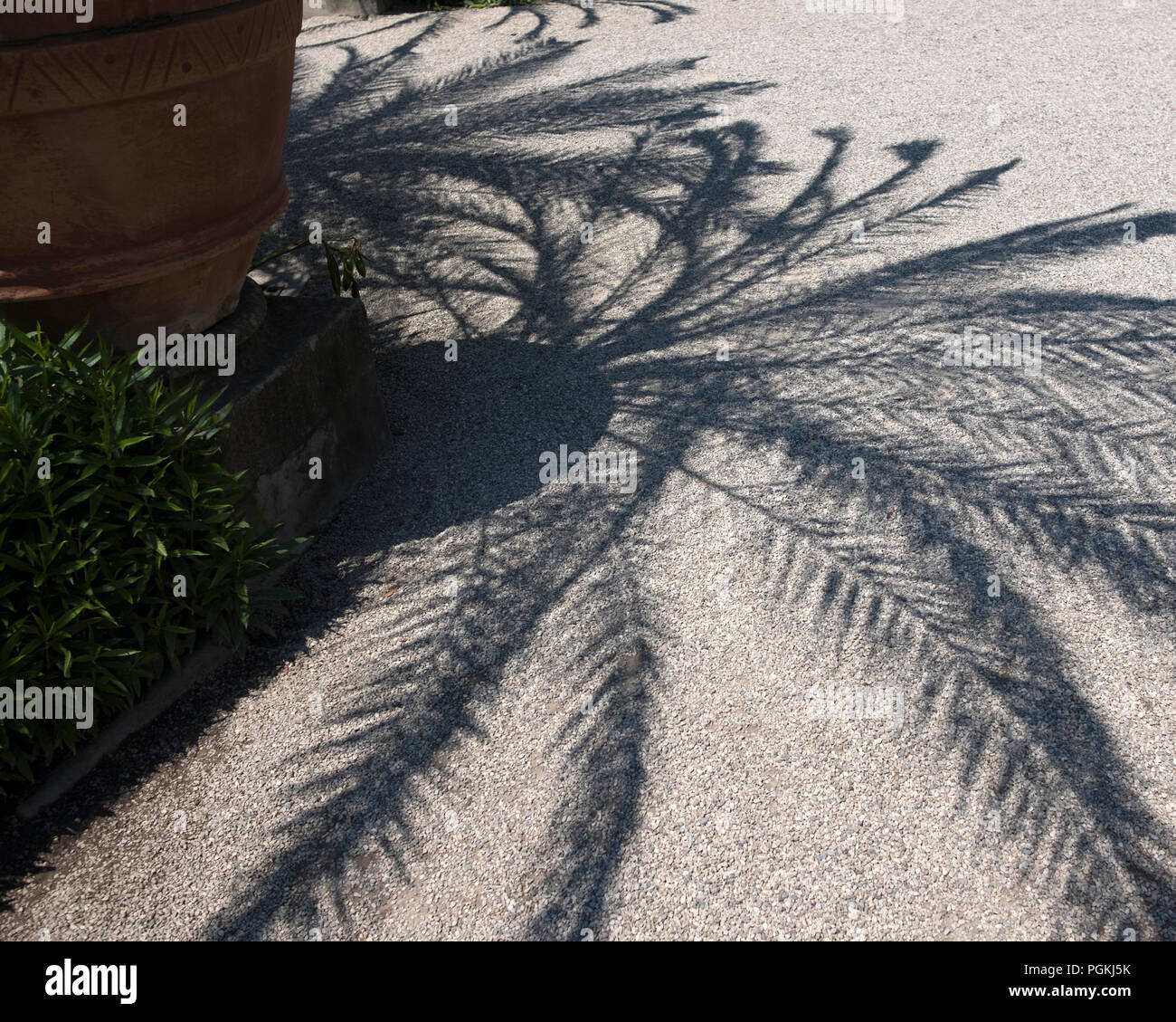 Shadows of a palm tree Stock Photo - Alamy