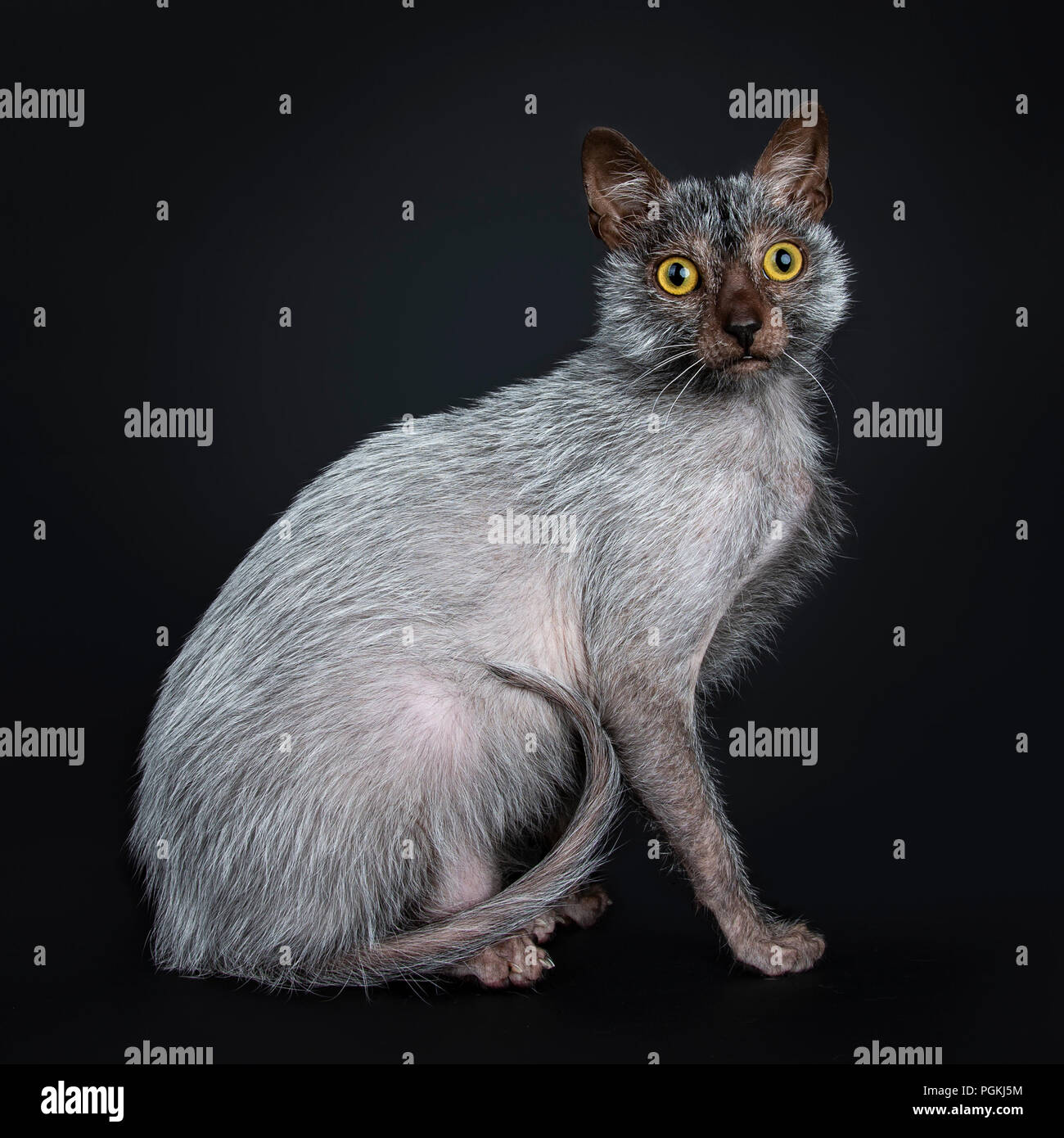 Cool Lykoi werewolf cat sitting side ways with tail curled on body ...